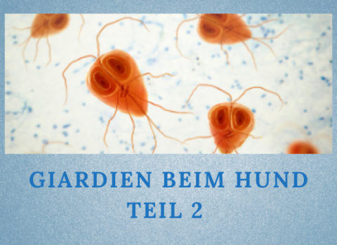 053 Giardien beim Hund Teil 2 - Podcast-Folge der Lernpfote e.V.